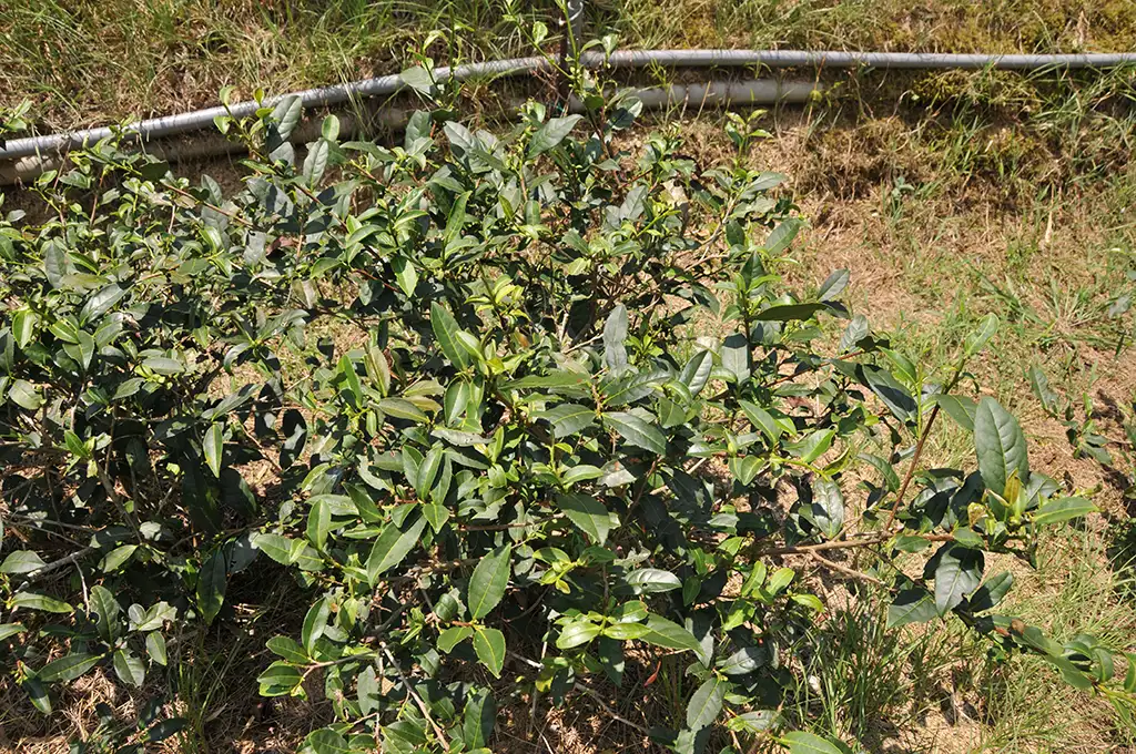 Taiwan Muzha Tieguanyin - Liao Taiwan Tea Shop