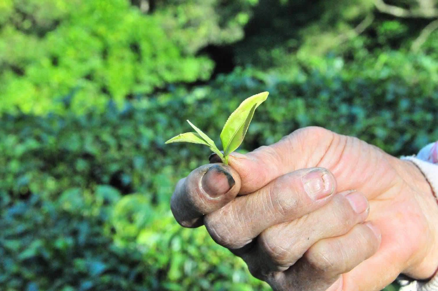 Production Process of Oriental Beauty Tea - Liao Taiwan Tea Shop