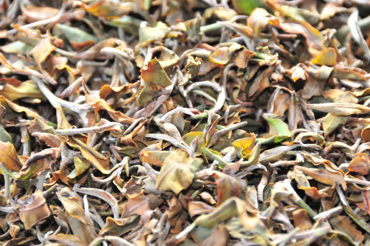 Production Process of Oriental Beauty Tea - Liao Taiwan Tea Shop