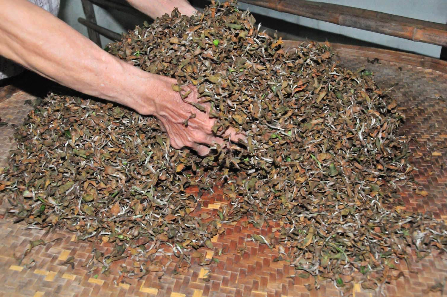 Production Process of Oriental Beauty Tea - Liao Taiwan Tea Shop