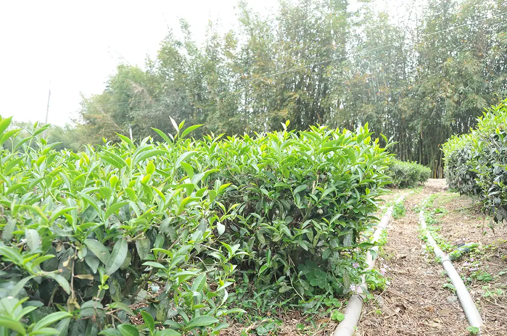 Taiwan Red Oolong Tea - Liao Taiwan Tea Shop